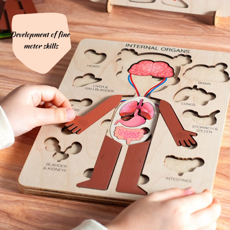 Anatomy Puzzle Montessori Human Body Puzzle Educational Toys for ...