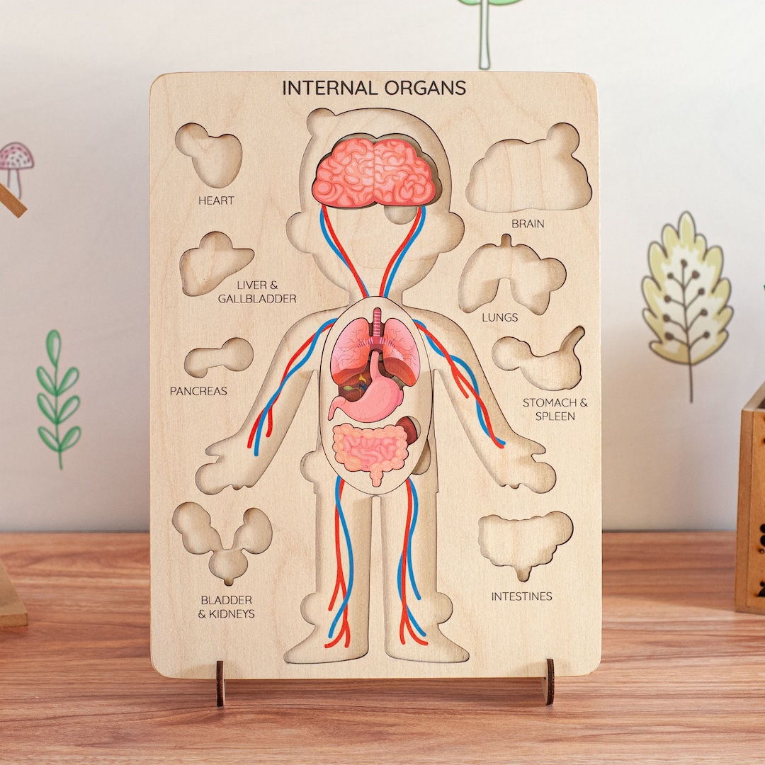 Montessori Human Body Puzzle: Educational Anatomy Toy for Kids - Etsy