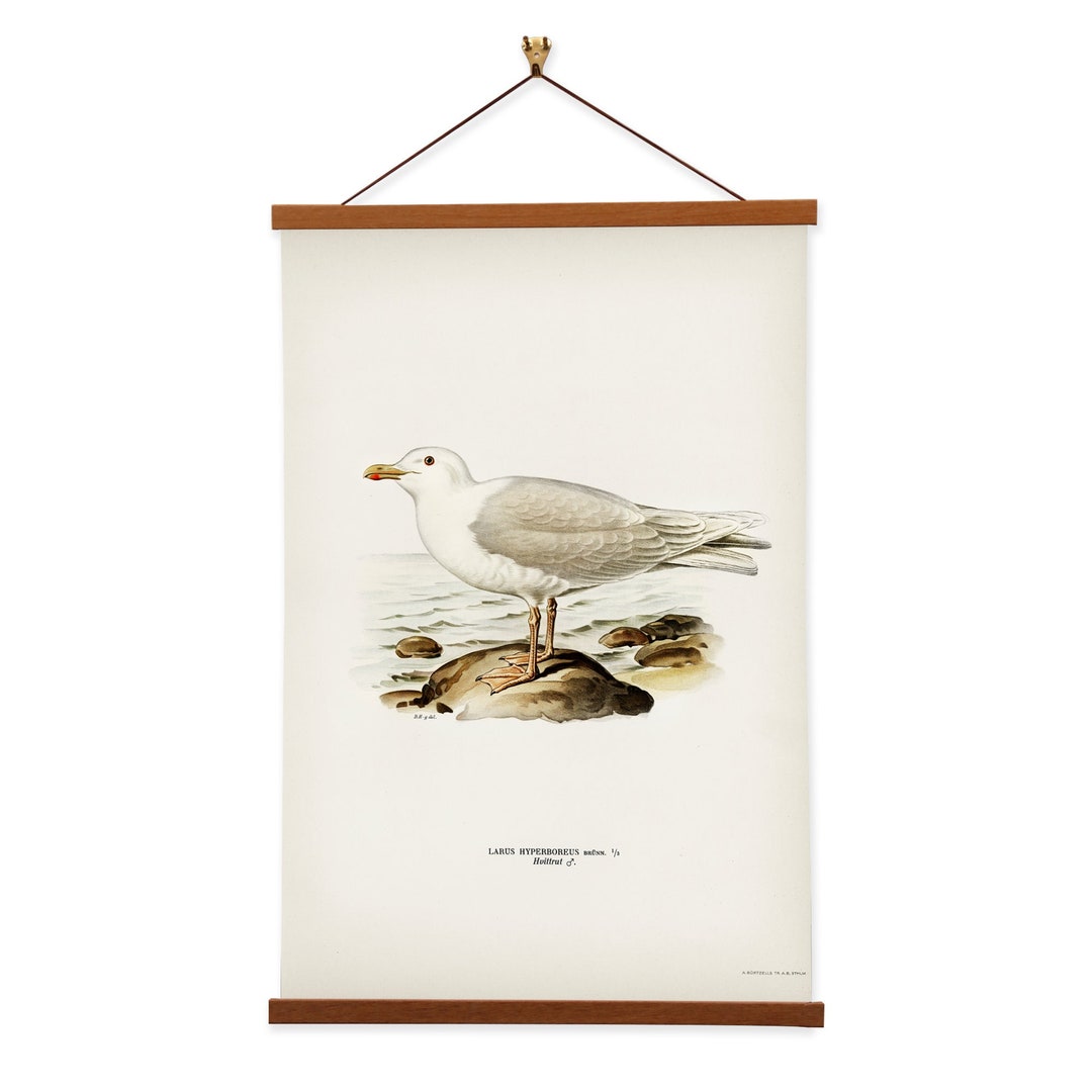 Glaucous Gull (larus Hyperboreus) by the Von Wright Brothers Scientific ...