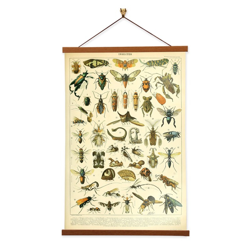 Insect Wall Hanging - Etsy