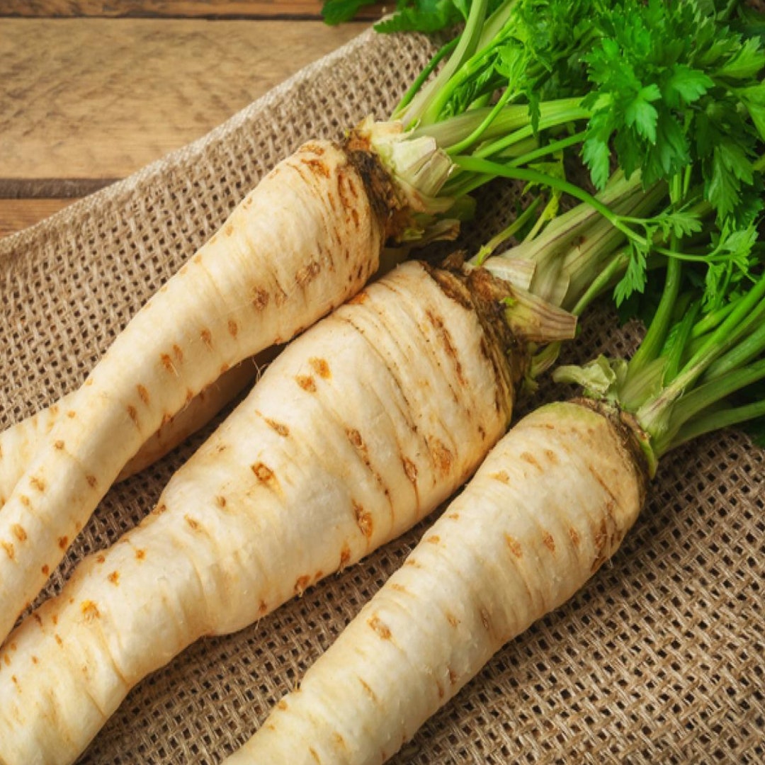 Harris Model Parsnip, Parsnip Seeds, Heirloom Parsnip Seeds, Ōuzhōu ...