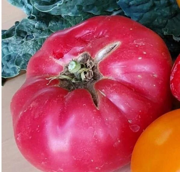 Brandywine Pink Tomato Seeds, Indeterminate Open Pollinated Heirloom ...