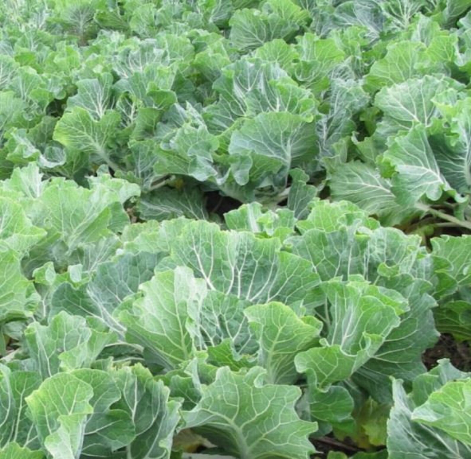 Portuguese Kale 200 Seeds, Tronchuda Beira, Open Pollinated Non GMO ...