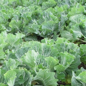 Portuguese Kale 200 Seeds, Tronchuda Beira, Open Pollinated Non GMO ...