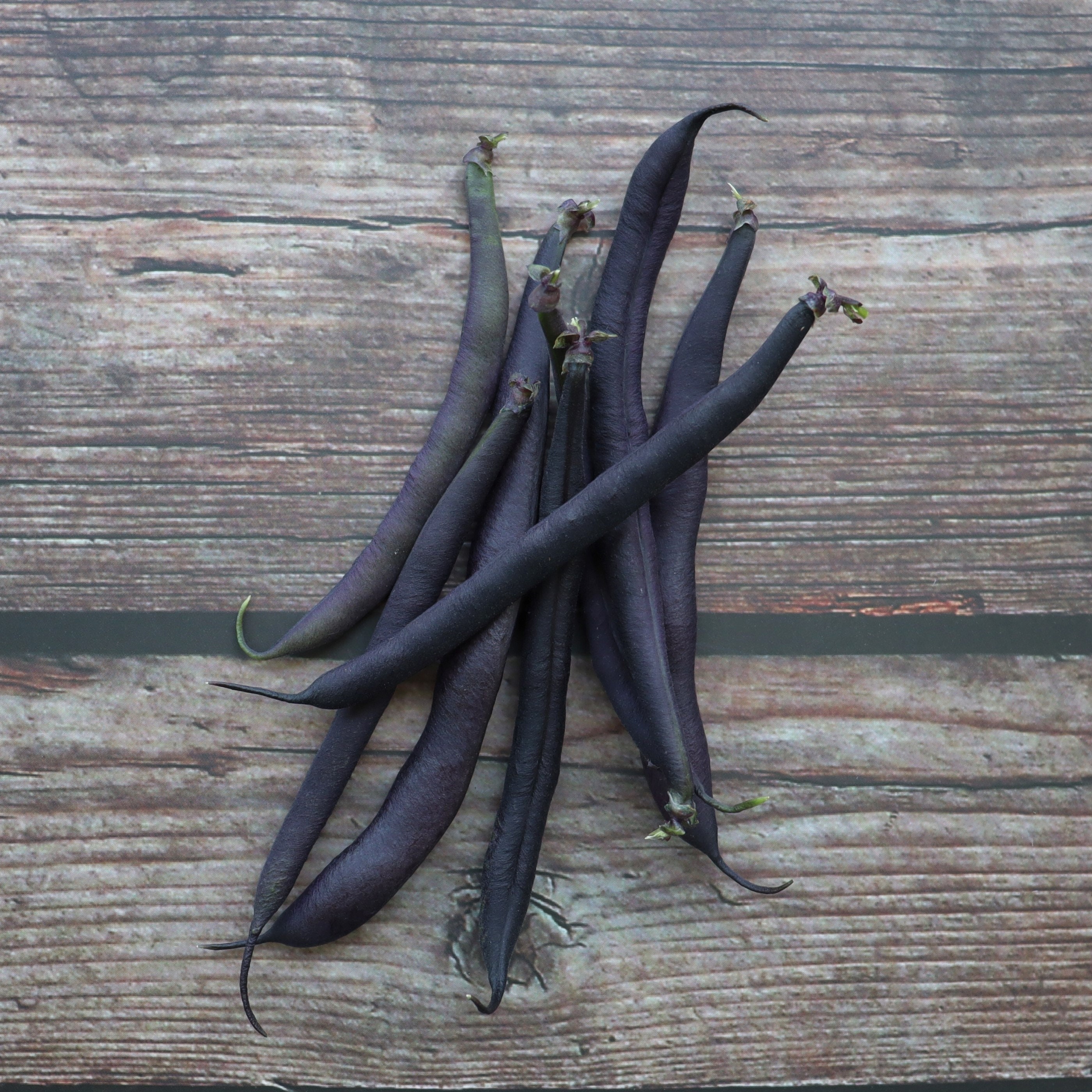 Bean Velour Purple French Bean Heirloom Seed Purple French Bean Seed ...