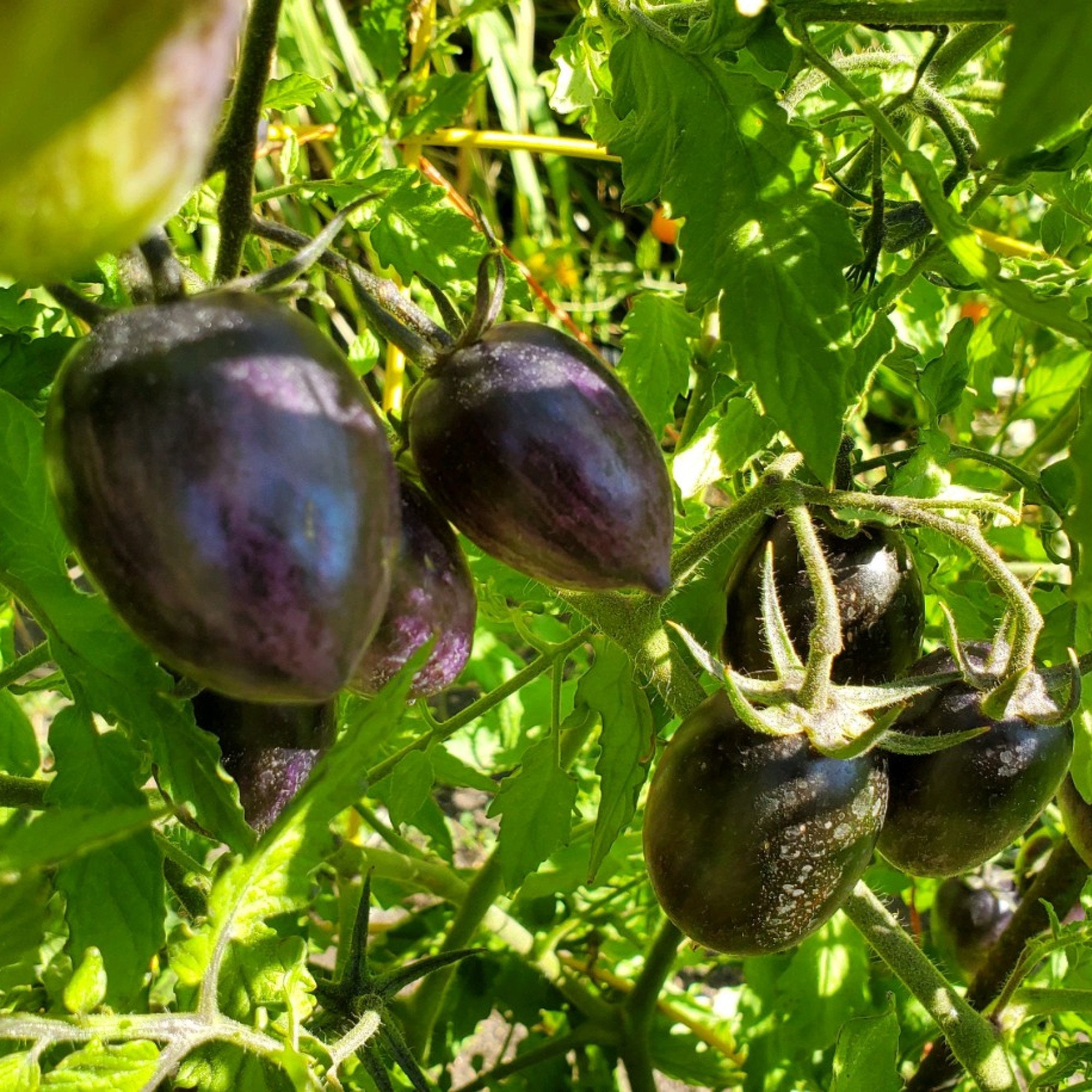 Brad's Atomic Grape Tomato Seeds, Indeterminate Open Pollinated ...