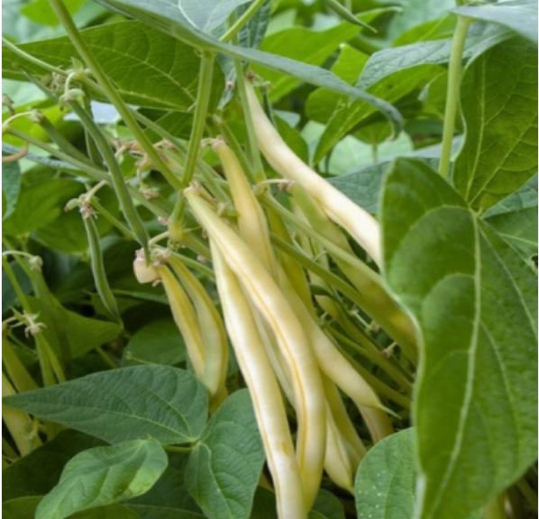 Gold Rush Bean Seeds, Yellow Bush Beans Heirloom, Non GMO Open ...