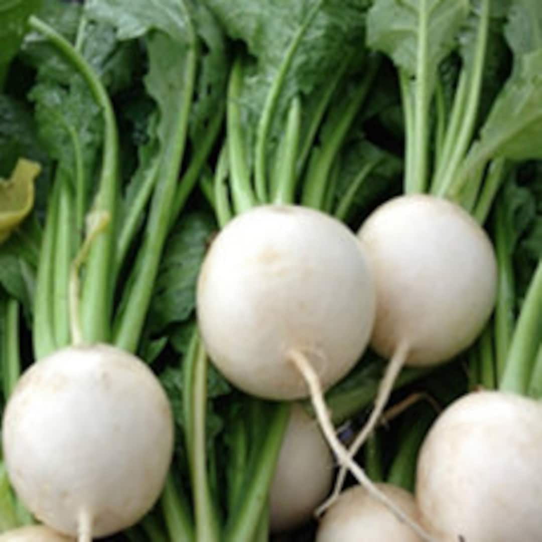 Butter Turnips, Hierloom Japanese White Tender Turnips, Similar to ...