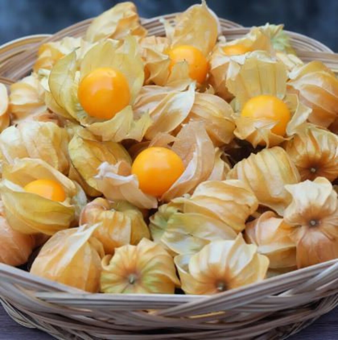 Cape Gooseberry, Ground Cherry Seeds, Heirloom Open Pollinated Non GMO ...