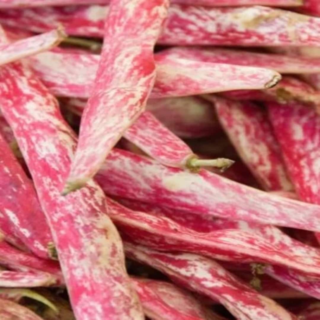 Cranberry Bean Seed, French Horticulture, Dragon Beans, Dwarf Taylor ...
