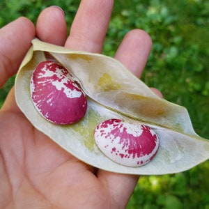 Bean - Christmas Lima Bean, Flower Bean, 25 Seeds - Etsy