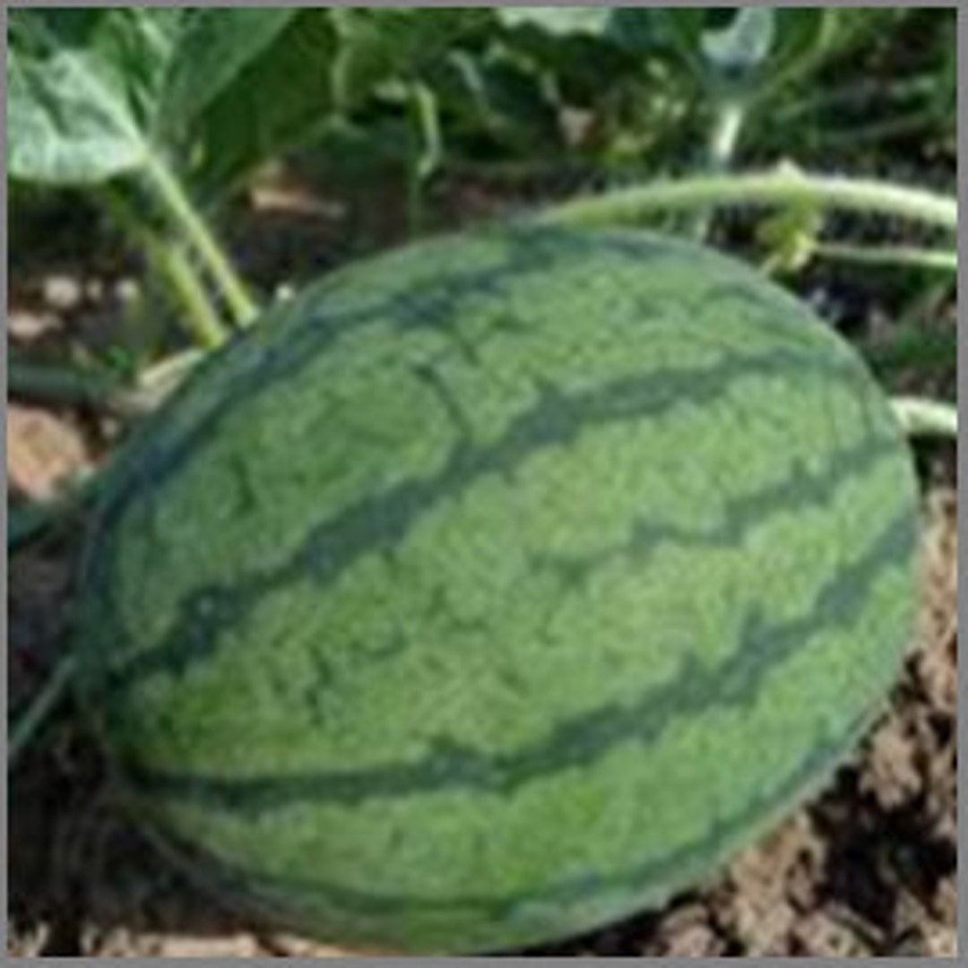 Sugar Baby Watermelon | Heirloom Watermelon | Non GMO Open Pollinated ...