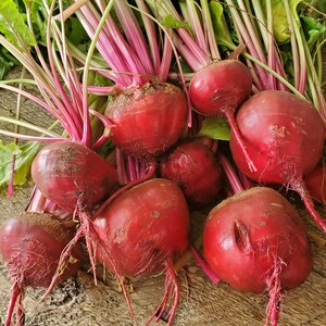 Chioggia Beet Seed | Heirloom Beet | Striped Chioggia | Home Vegetable ...
