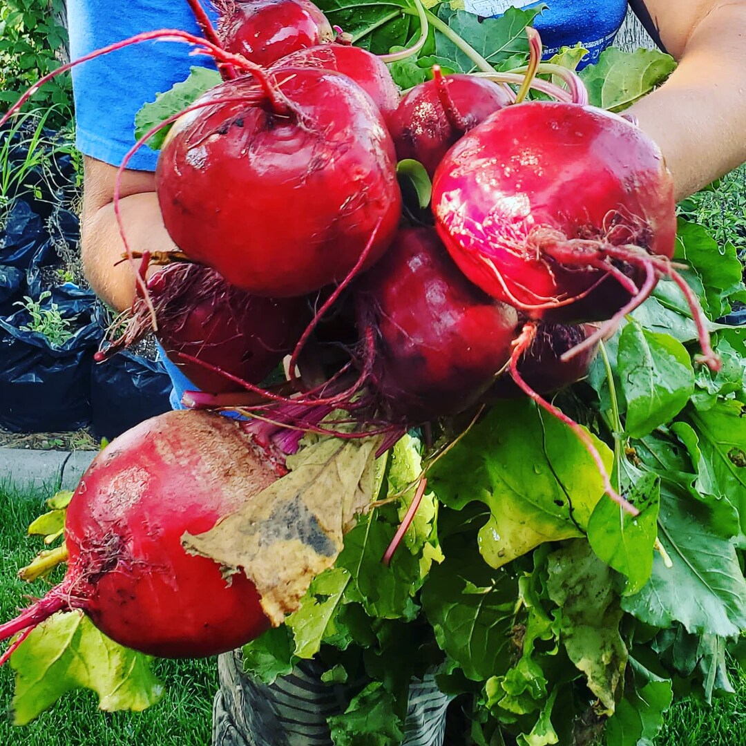 Chioggia Beet Seed | Heirloom Beet | Striped Chioggia | Home Vegetable ...