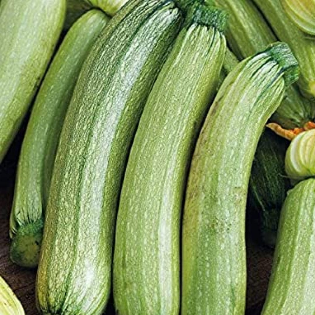Italian Genovese Zucchini Seeds, 20 Seeds, Non GMO Open Pollinated ...
