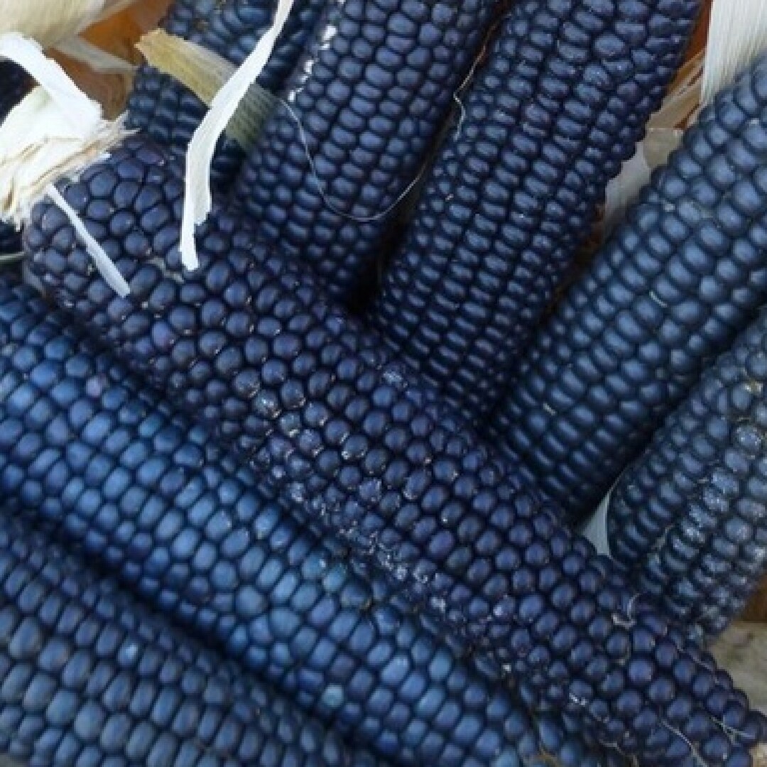 Blue Rio Grande Pueblos Corn , Heirloom Blue Flour Corn, Blue Flour ...