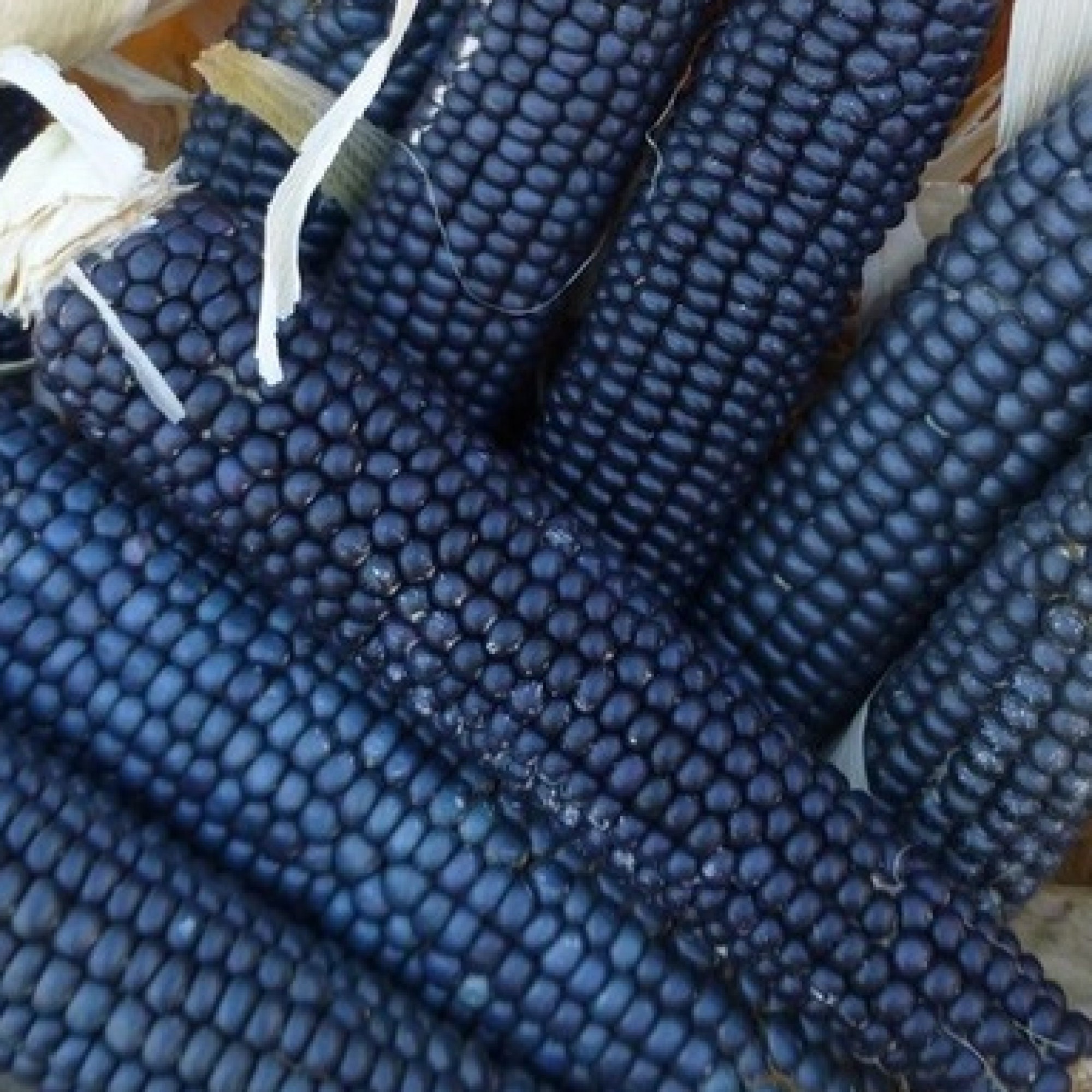 Blue Rio Grande Pueblos Corn , Heirloom Blue Flour Corn, Blue Flour ...