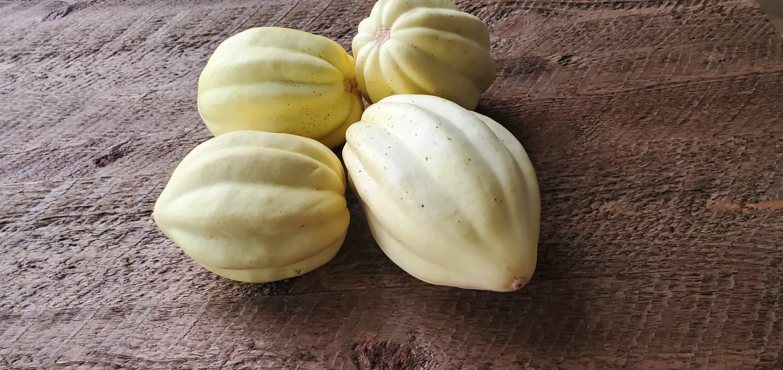 White Acorn Squash Seeds, Cream of the Crop, White Acorn, Ghost Acorn ...