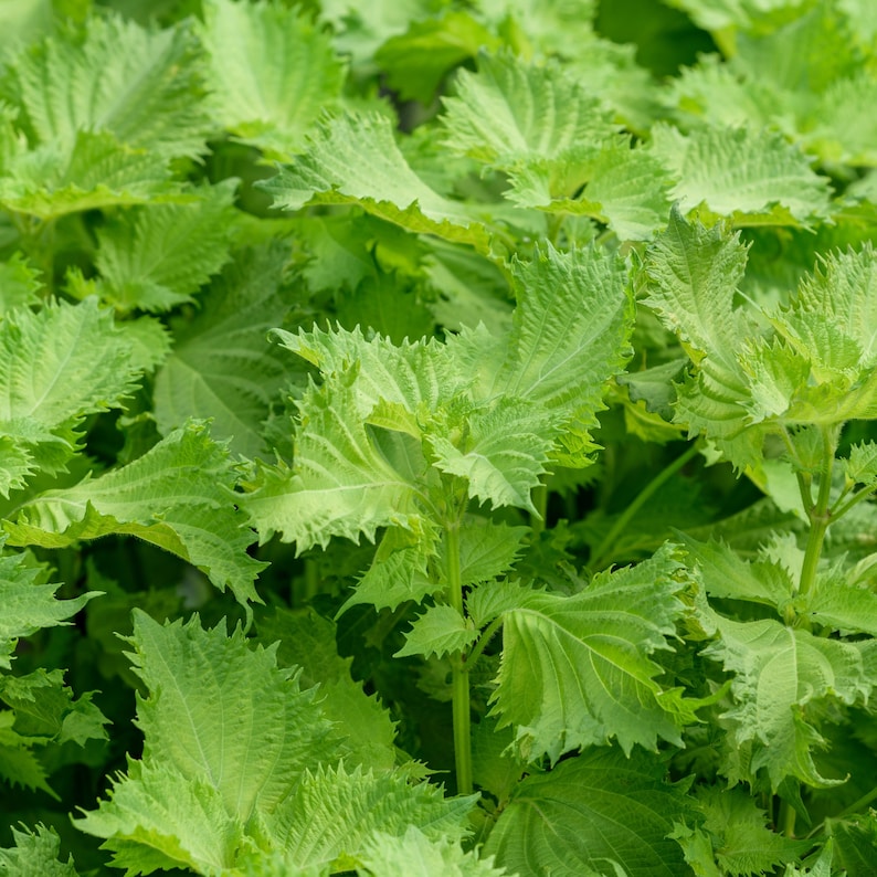 Green Shiso Seeds, Ao Shiso Green Perilla, Frutescens, Ohba Ao Shiso ...