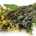 Purple Stem Yu Choy Sum, Kosaitai, Hon Tsai Tai 200 Seeds - Etsy