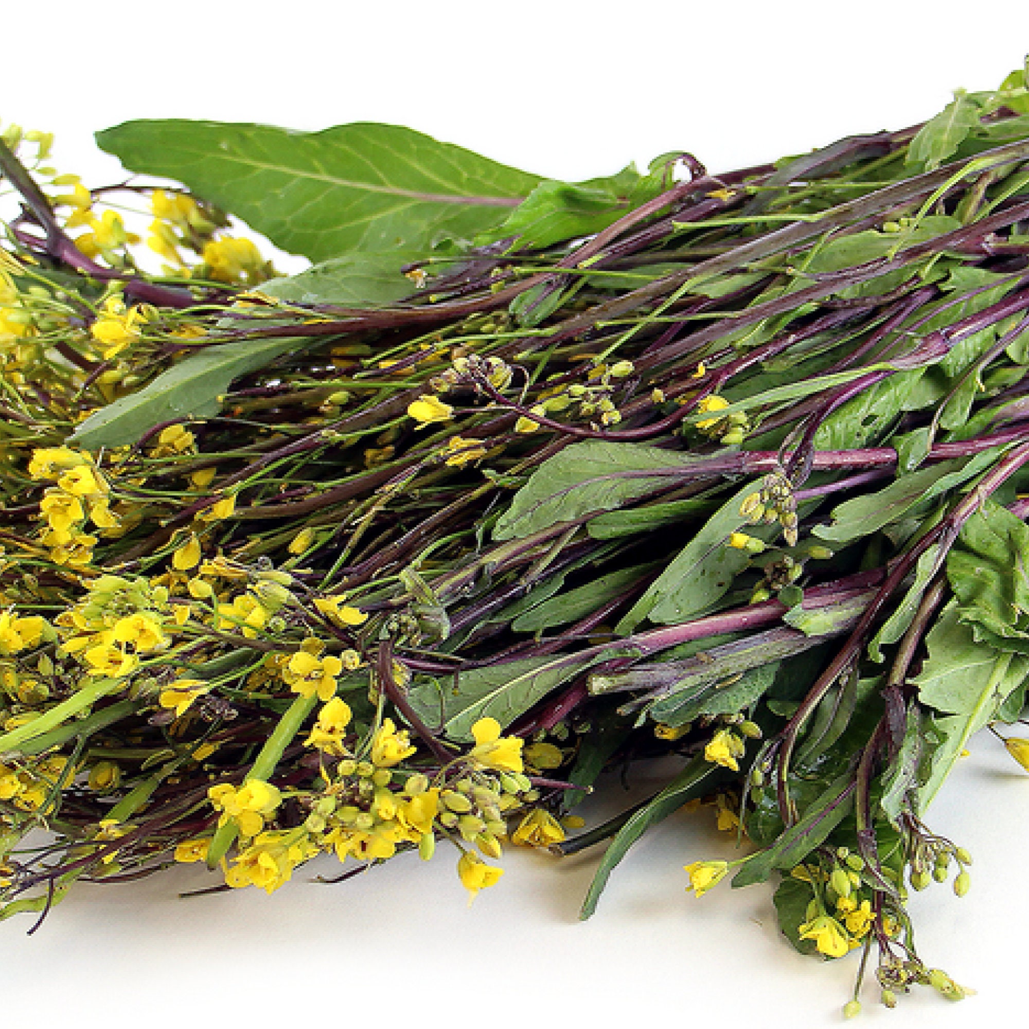 Purple Stem Yu Choy Sum, Kosaitai, Hon Tsai Tai 200 Seeds - Etsy