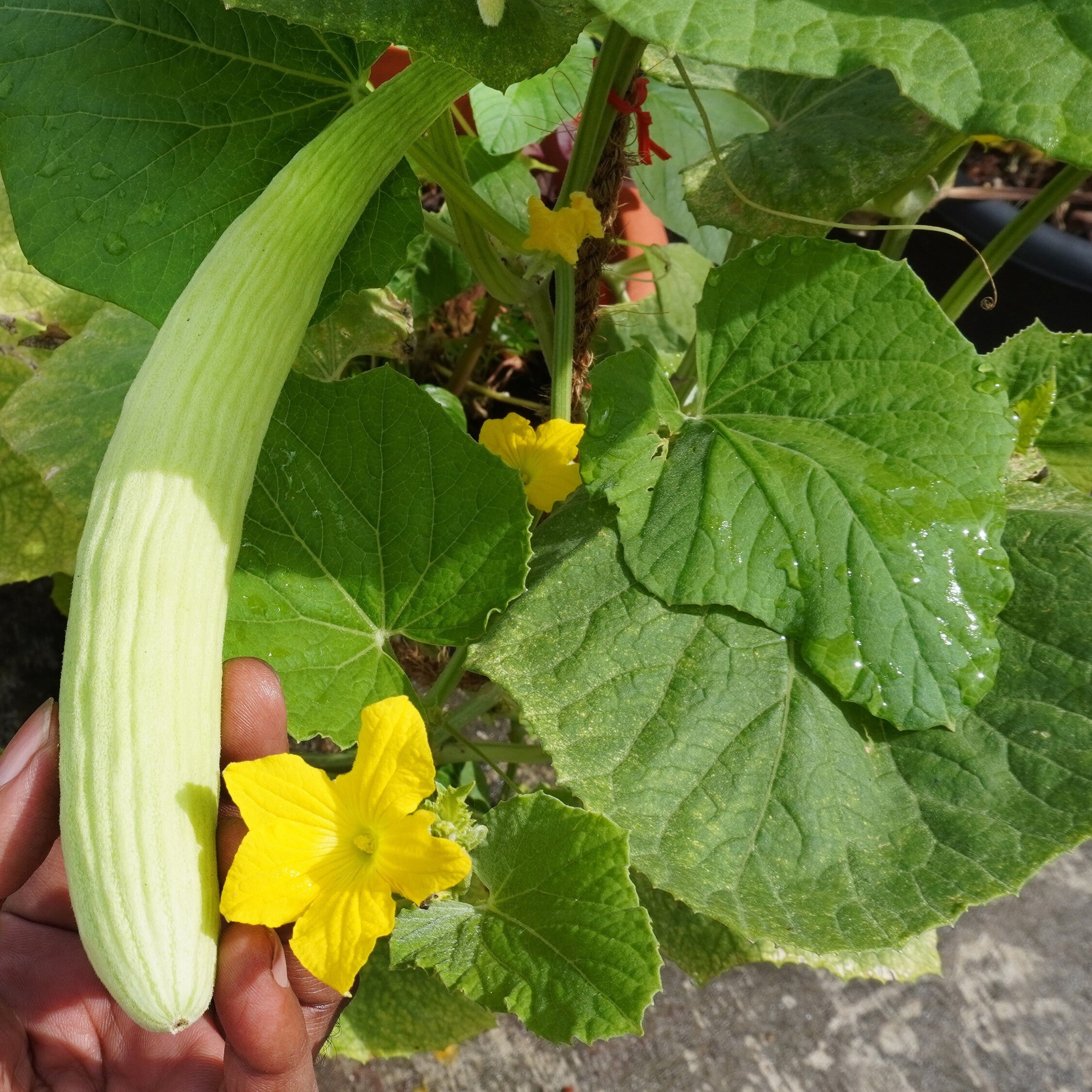 Armenian Light Green Cucumber Seeds, Heirloom Open Pollinated Non GMO ...