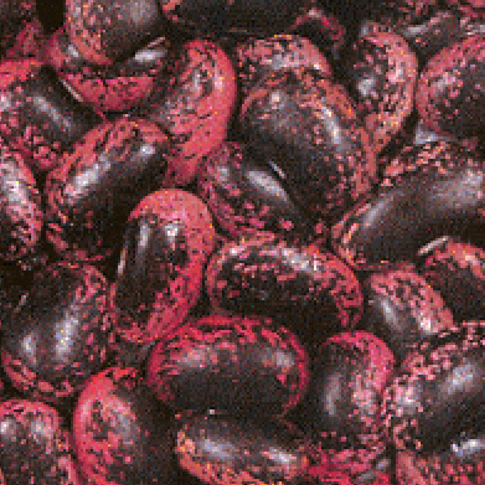 Bean - Akahana Mame, Japanese Pole Bean, Flower Bean, 5 Seeds - Etsy