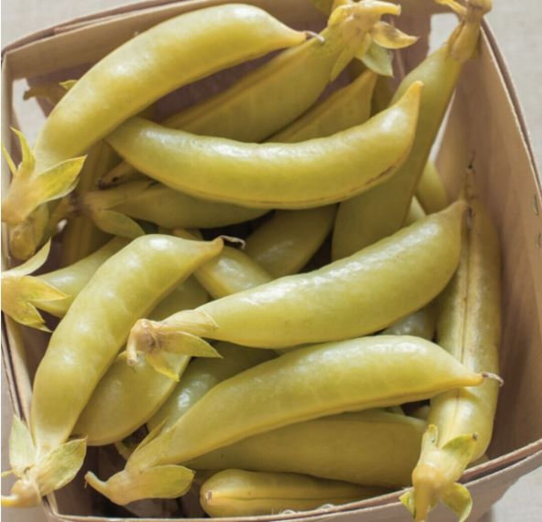 Golden Snap Peas, Early Garden Starter, Fresh Golden Peas, Heirloom Non ...