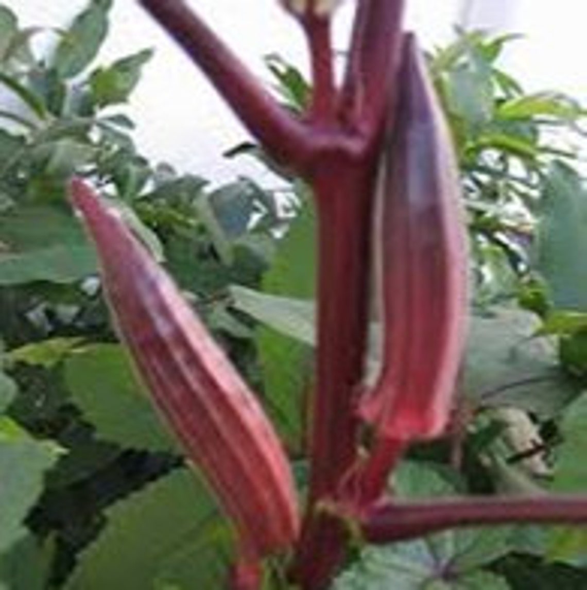 Burgundy Okra Seeds, Non GMO Open Pollinated Burgundy Okra Seeds ...