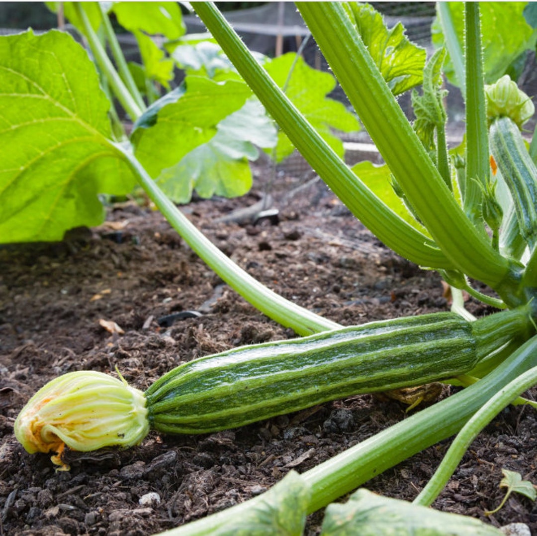 Zucchini Romanesco Seeds, Open Pollinated Non GMO Heirloom Italian ...