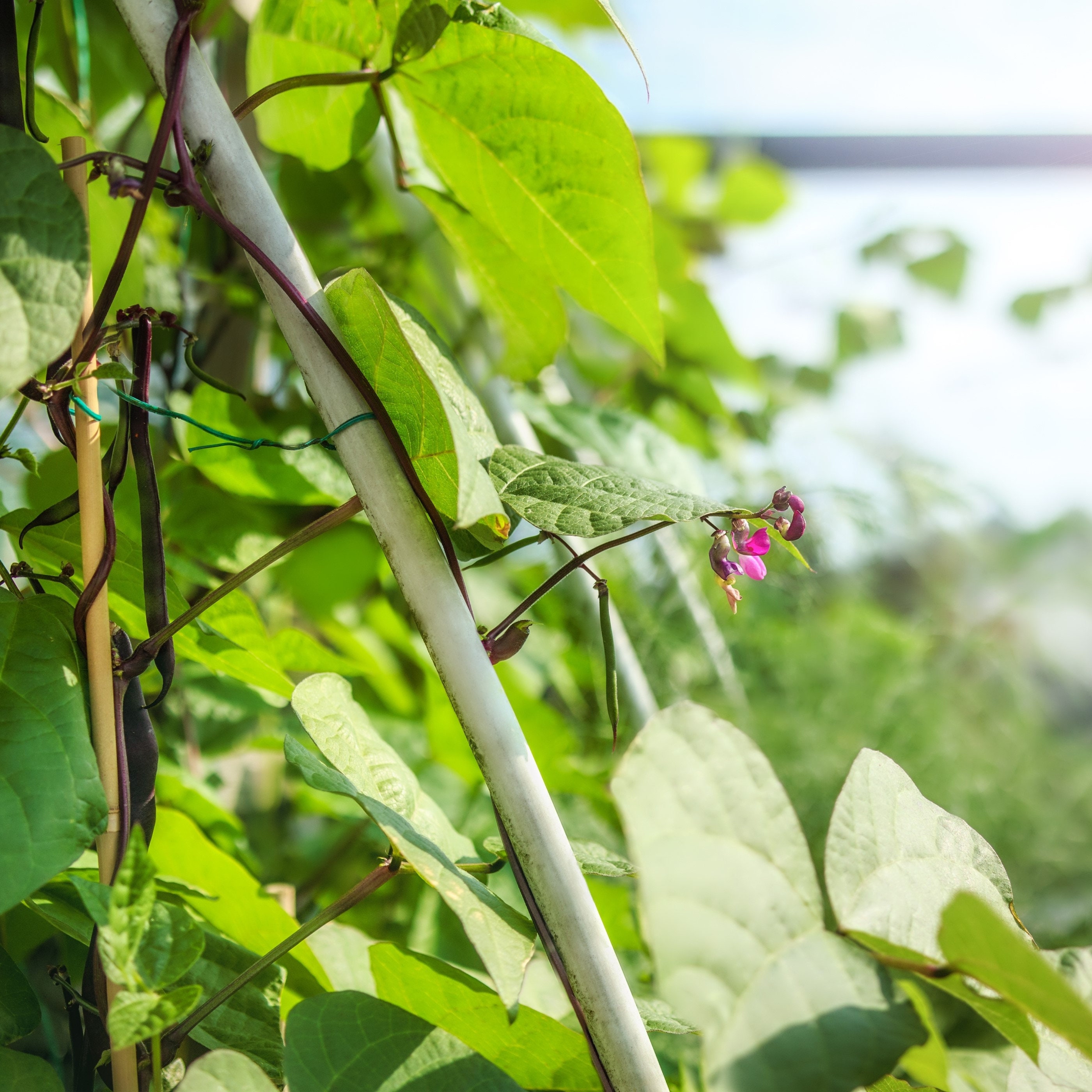 Bean Velour Purple French Bean Heirloom Seed Purple French Bean Seed ...