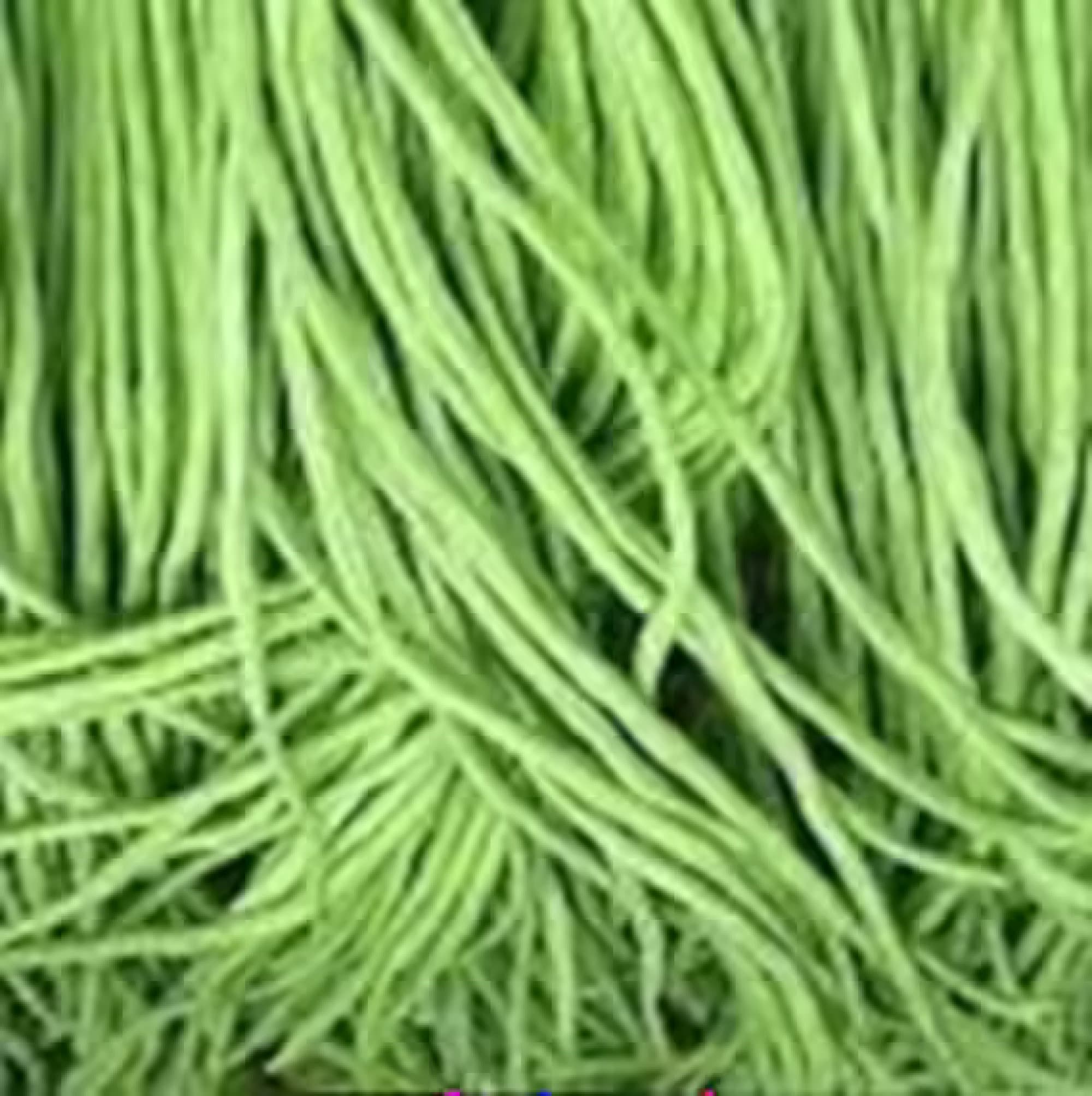 Chinese Yard Long Bean 40+ Seeds, Asian Heirloom, Snake Bean, Yard Long ...