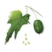 Cucamelon Seeds, Mexican Sour Gherkin , Mouse Melons , Tiny Cucumbers ...