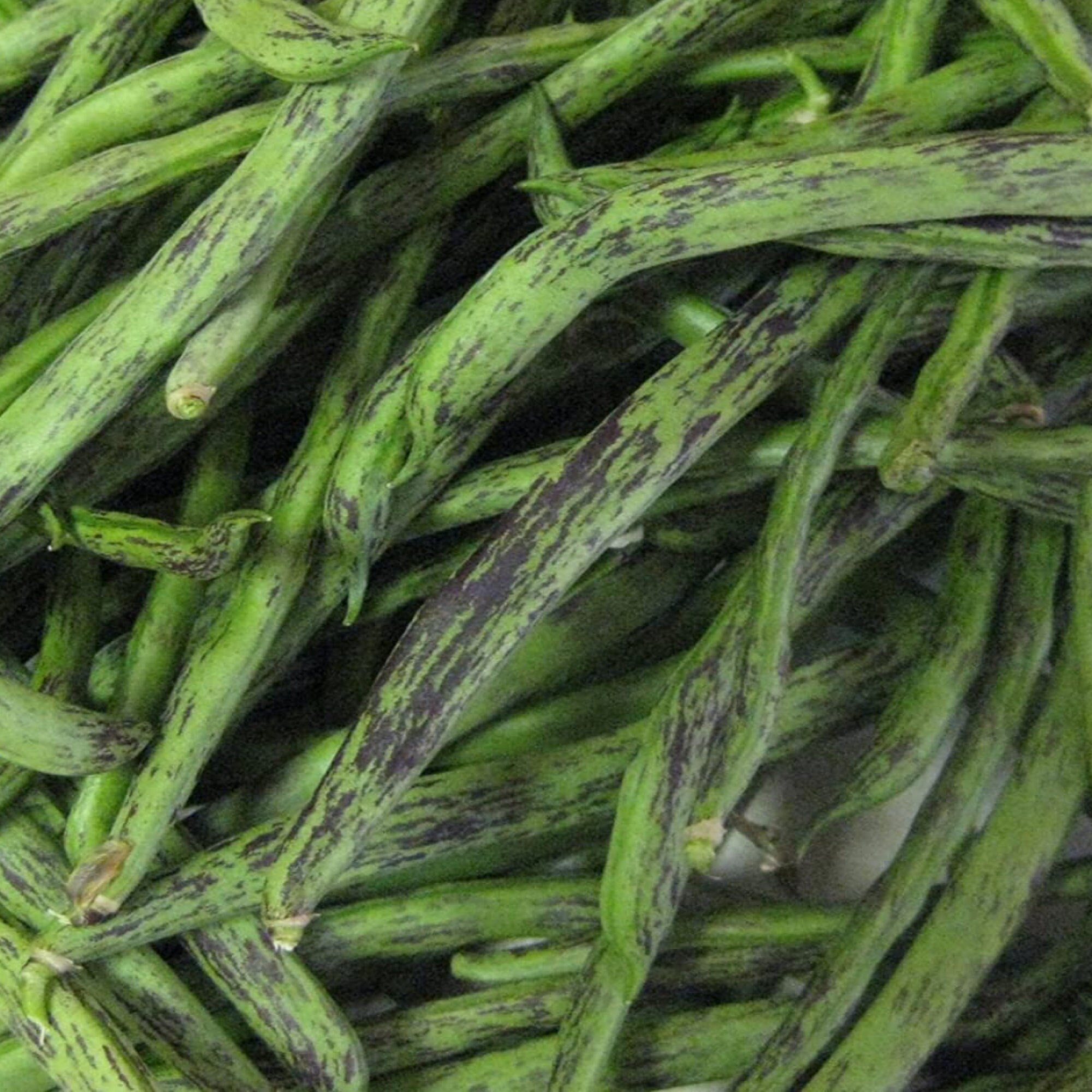 Bean Heirloom Rattlesnake Pole Bean Heirloom Seeds Purple Vulgaris ...