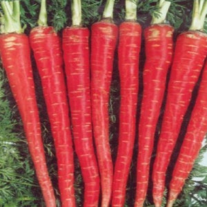 Kyoto Red Carrots, Red Carrot Seed, Specialty Seed, Carrots Seeds, Red ...