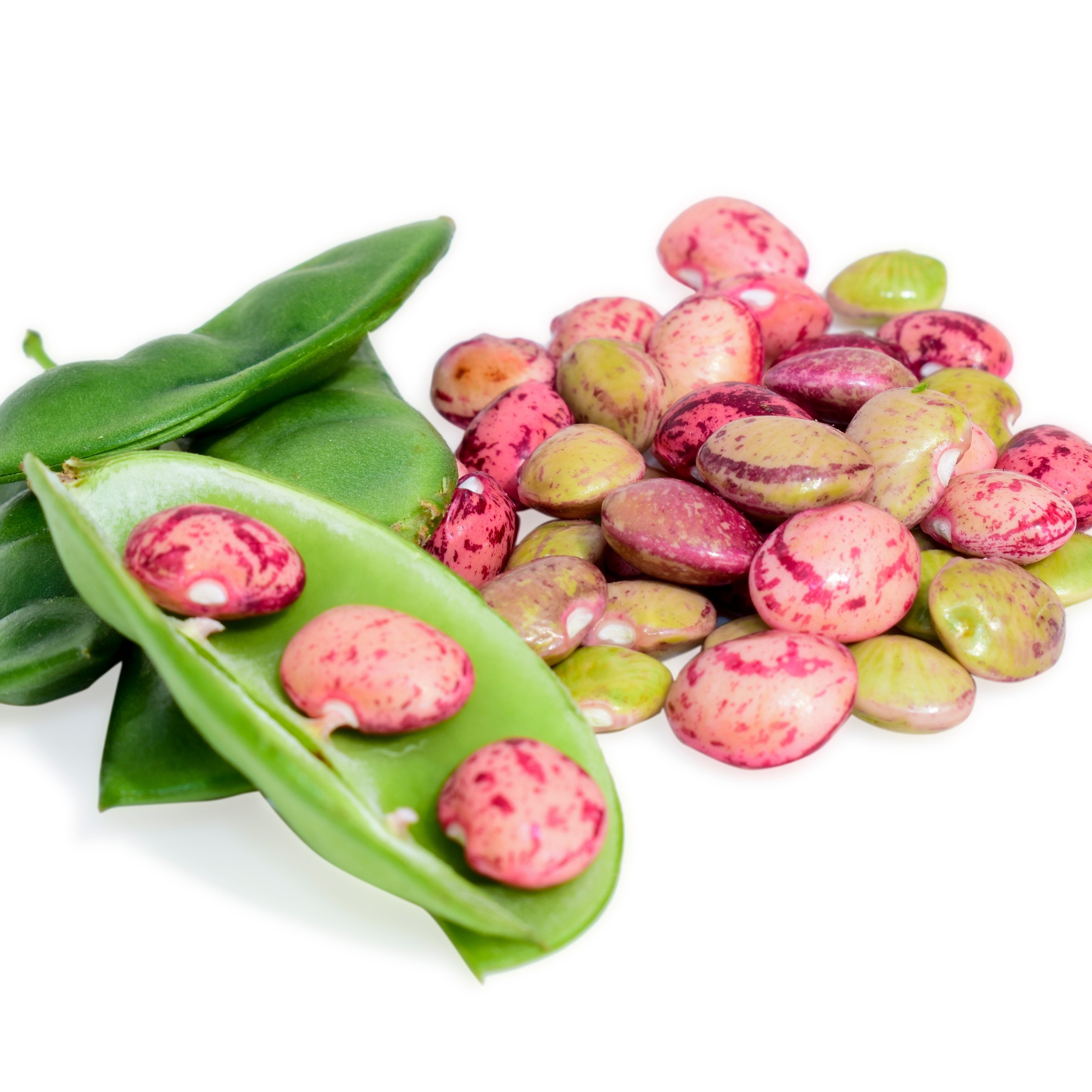 Bean - Christmas Lima Bean, Flower Bean, 25 Seeds - Etsy
