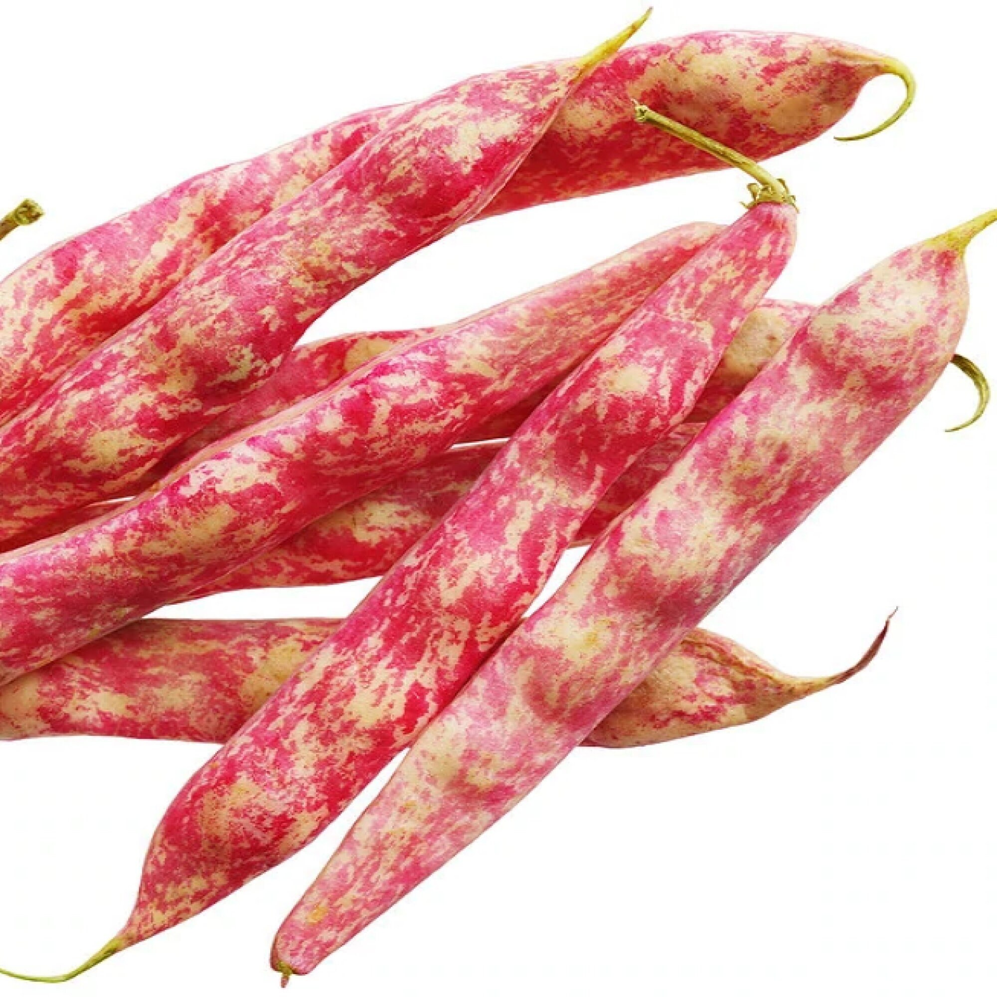 Cranberry Bean Seed, French Horticulture, Dragon Beans, Dwarf Taylor ...
