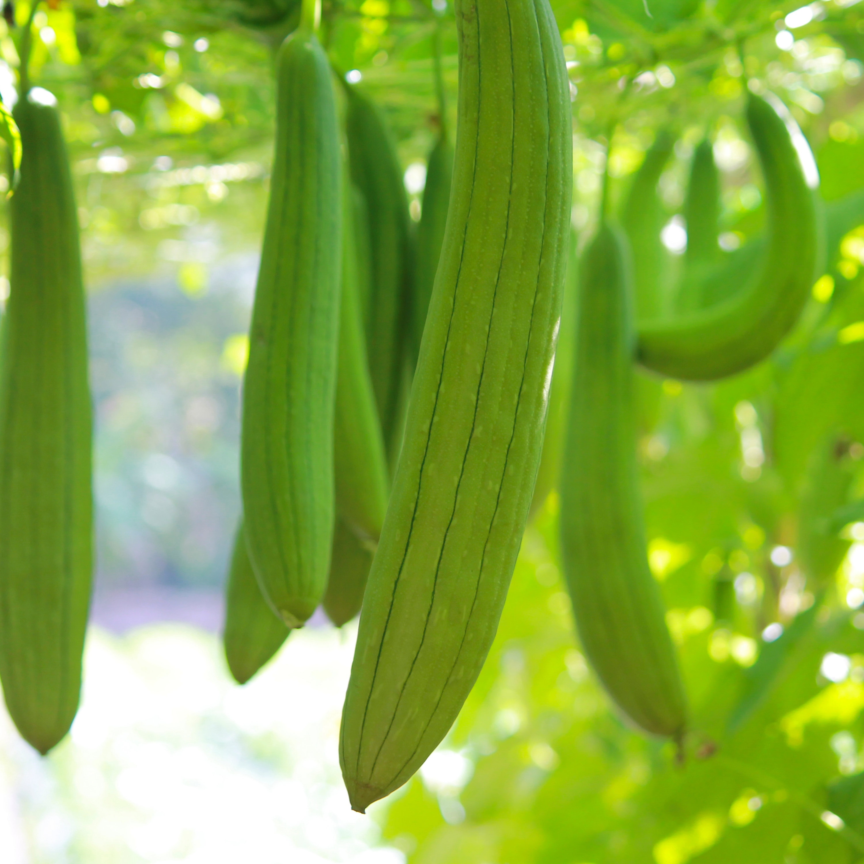 Smooth Luffa Gourd Sponge 12-18 Long, Luffa Gourd Natural Sponge, Nenwa ...