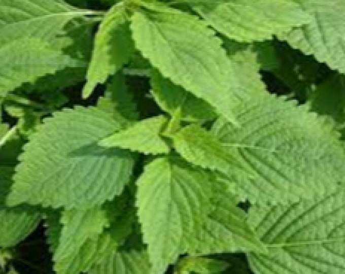 Green Shiso Seeds, Ao Shiso Green Perilla, Frutescens, Ohba Ao Shiso ...