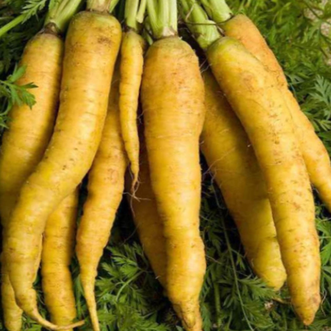 Solar Yellow Carrot Seeds, Yellow Carrot Seeds, Specialty Seeds, Open ...