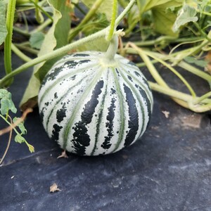 Rare Kajari Melon Seeds- Indian Pocket Melon, Cucmis Melon, Punjab ...