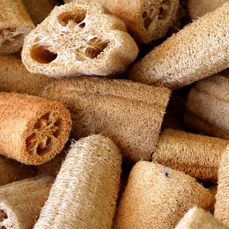 Smooth Luffa Gourd Sponge 12-18" Long, Luffa Gourd Natural Sponge ...