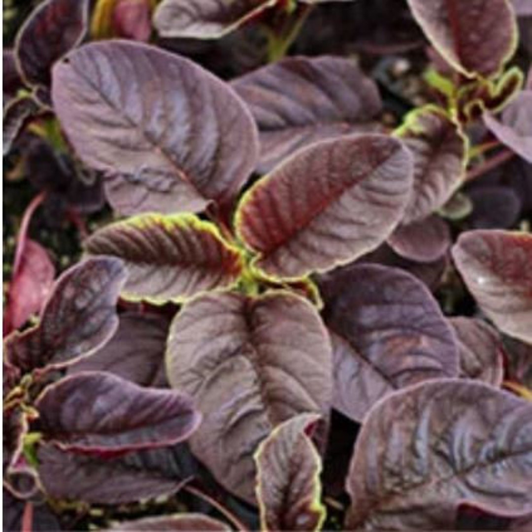 Red Beauty Amaranth - 370 Seeds, Chinese Spinach, Yin Choi Open ...