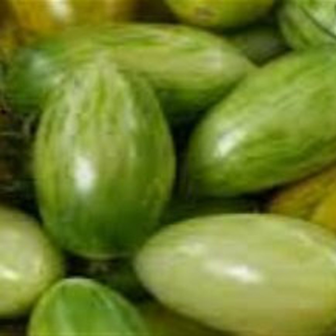 Green Tiger Tomato Seeds, Artesian Tiger Tomato Seeds, Non GMO Seeds ...
