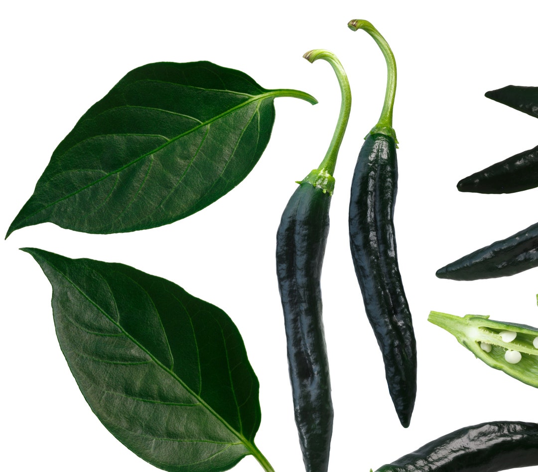 Pasilla Bajio Pepper Seeds , Chili Negro Rich Spicy Pepper Seeds ...