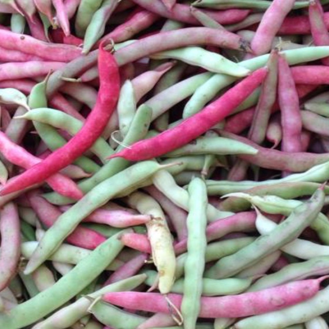 Pink Half Runner Beans Heirloom Non GMO Open Pollinated | Vegetable ...
