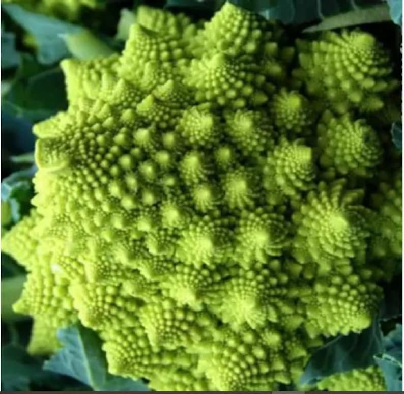Romanesco Cauliflower Heirloom Seeds, Romanesco Cauliflower, Romanesco ...
