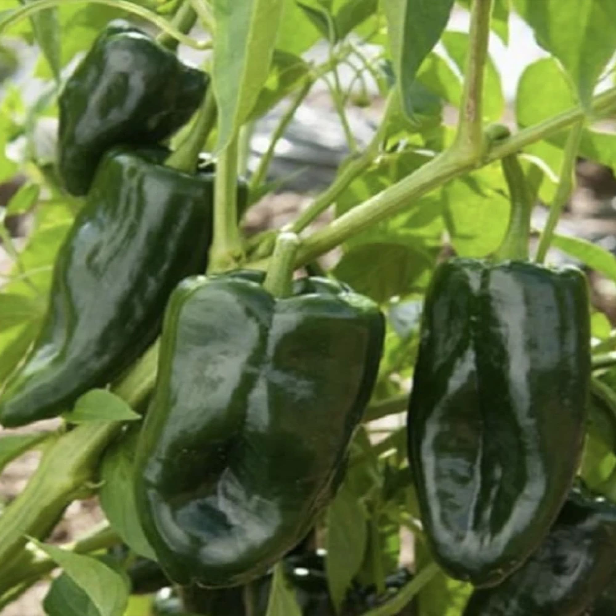 Poblano Pepper Seeds, Ancho Pepper Seeds, Mexican Heirloom Seeds ...