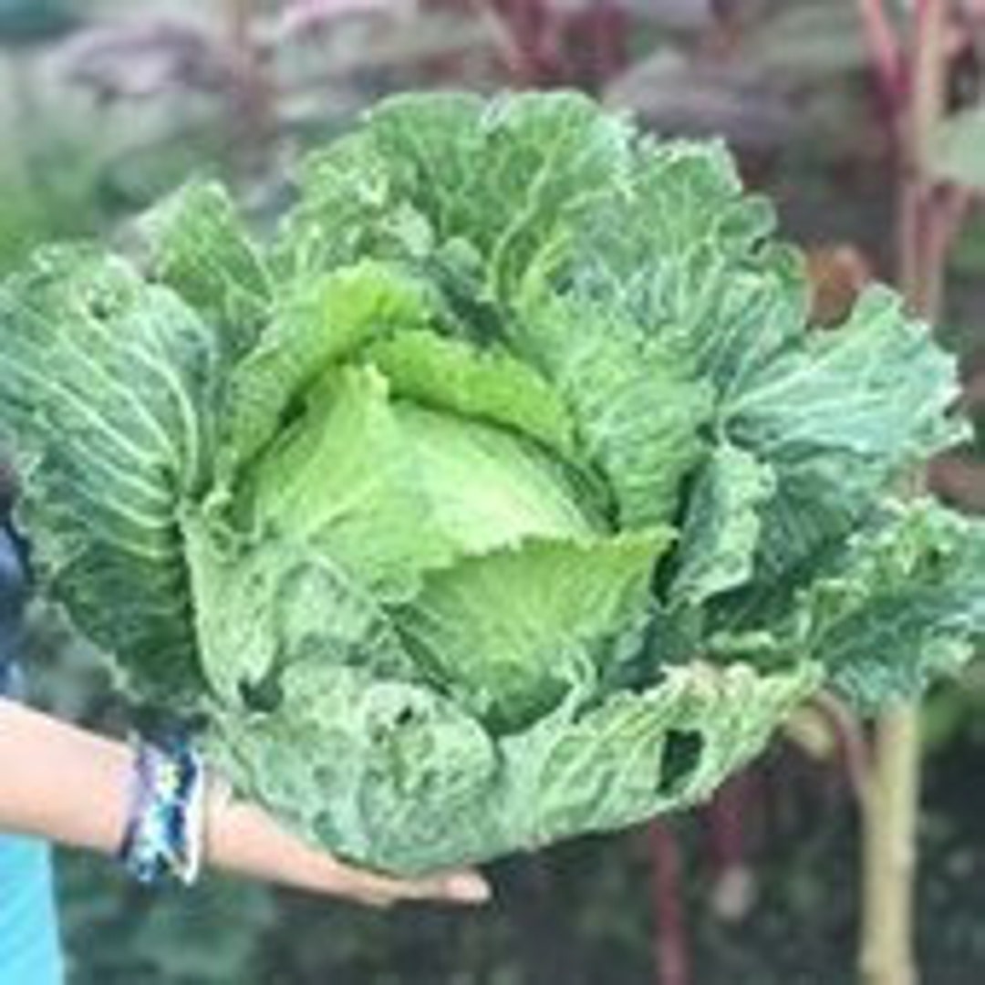 Cabbage - Savoy | Unique Hardy Crop | Brassica Oleracea | Savoy Wrinkle ...