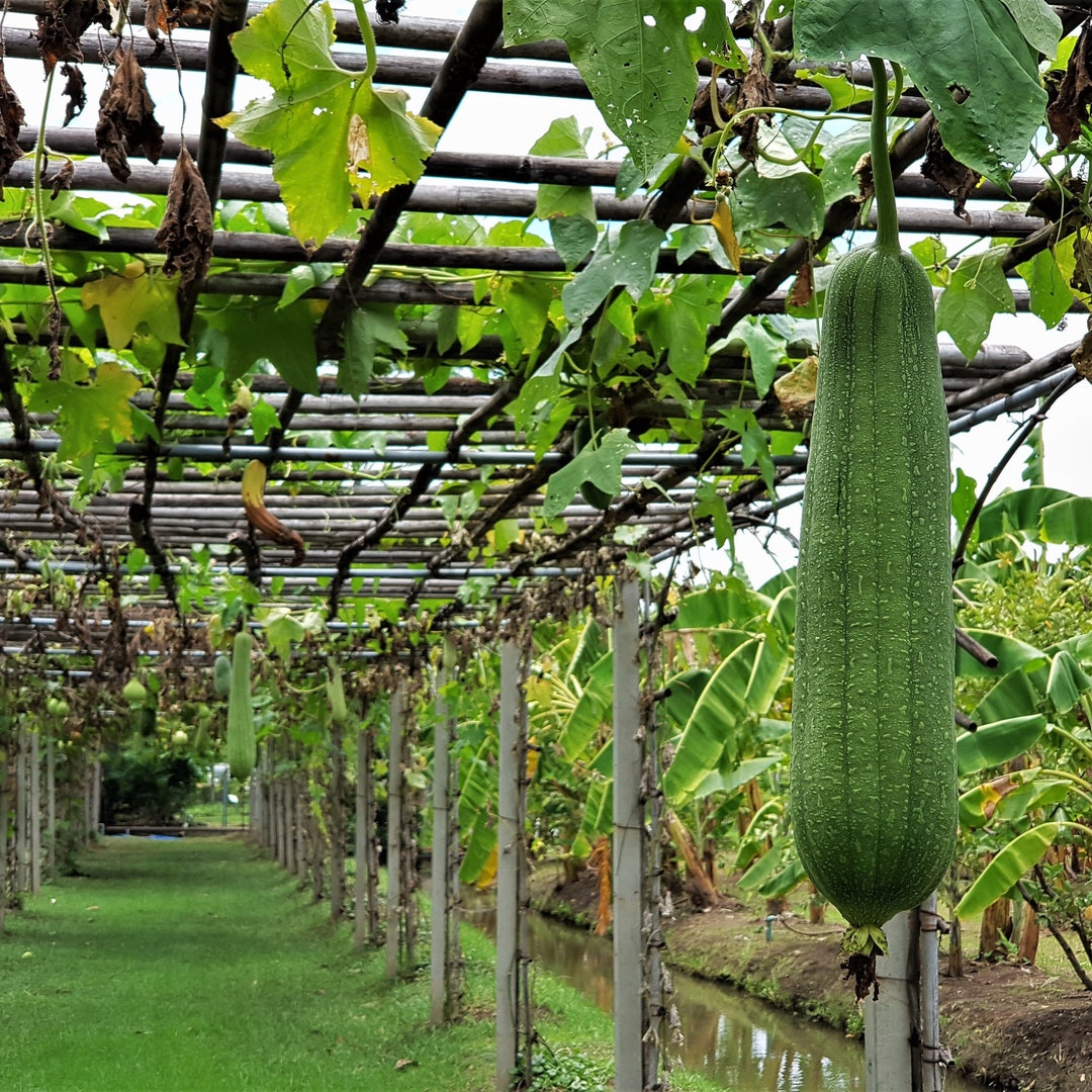 Smooth Luffa Gourd Sponge 12-18" Long, Luffa Gourd Natural Sponge ...